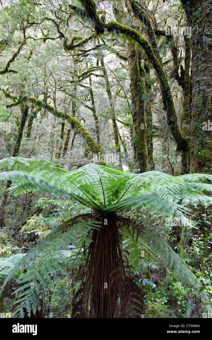 The chasm fiordland hi-res stock photography and images - Alamy