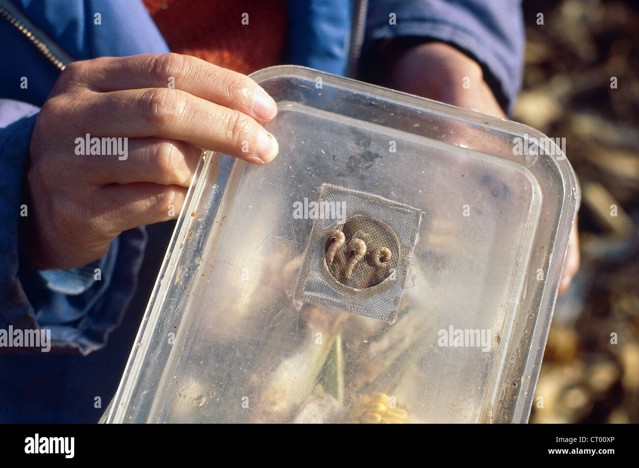 EUROPEAN CORN BORER Stock Photo - Alamy