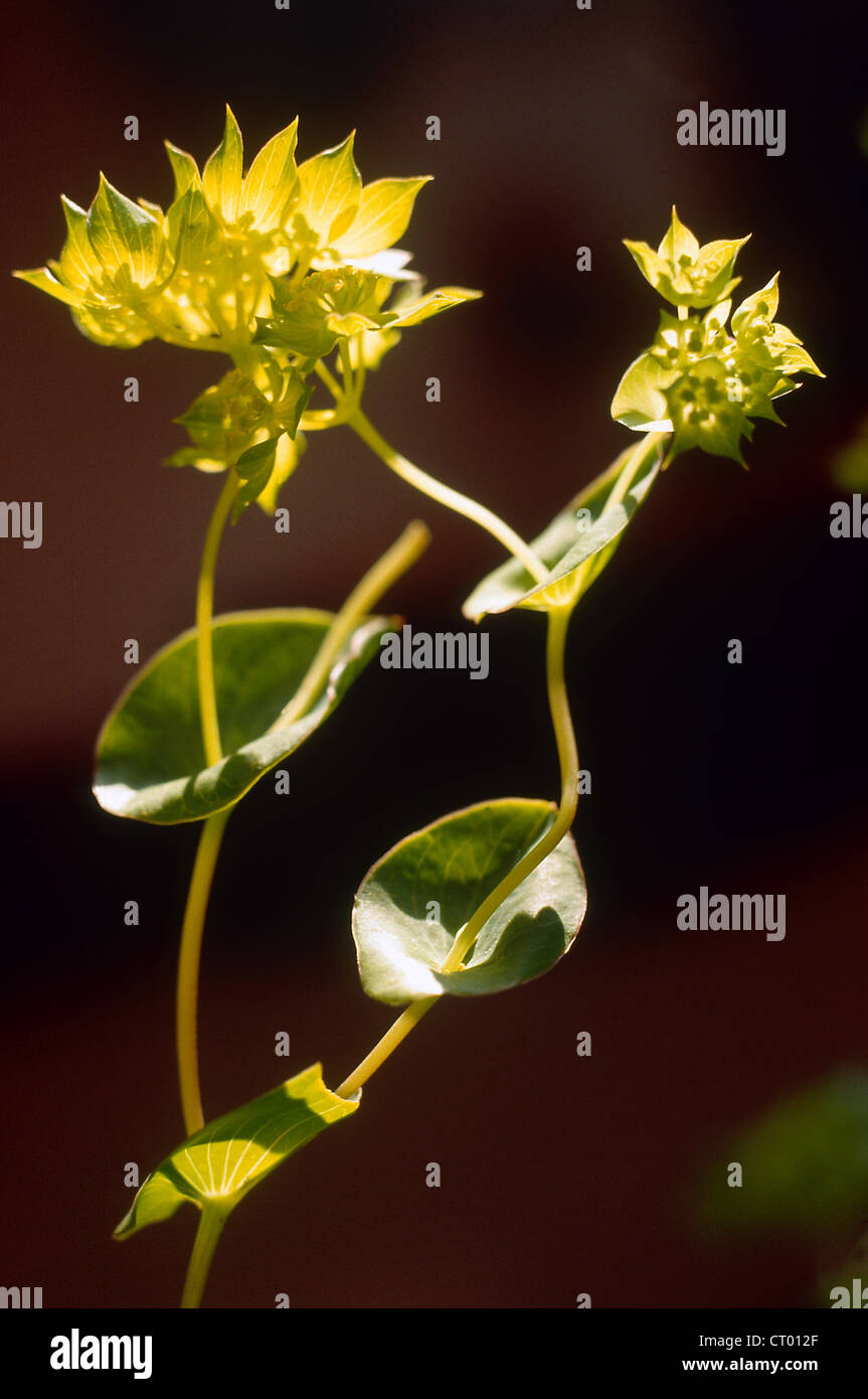 Blossom of sun spurge euphorbia helioscopia hi-res stock photography ...