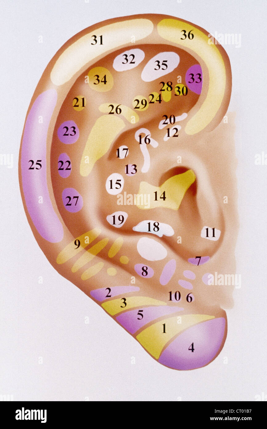 Acupuncture drawing hi-res stock photography and images - Alamy