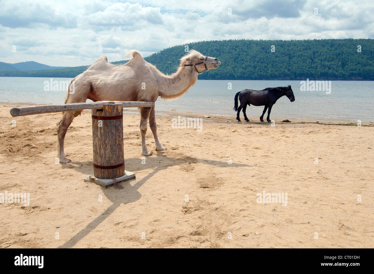Camel full body hi-res stock photography and images - Alamy