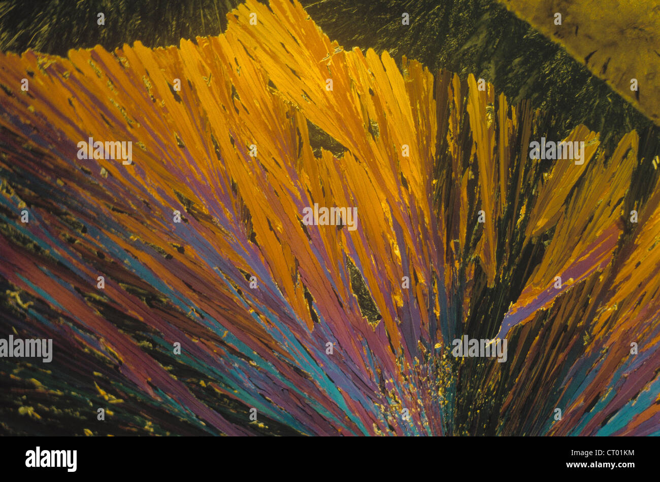 Cholesterol Crystals Atherosclerosis