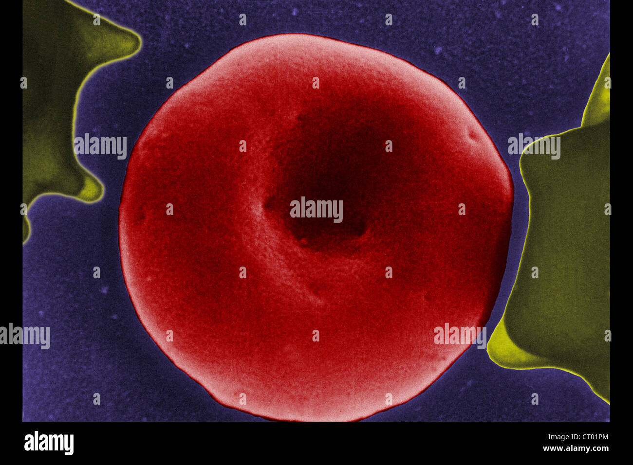 RED BLOOD CELL, SEM Stock Photo - Alamy
