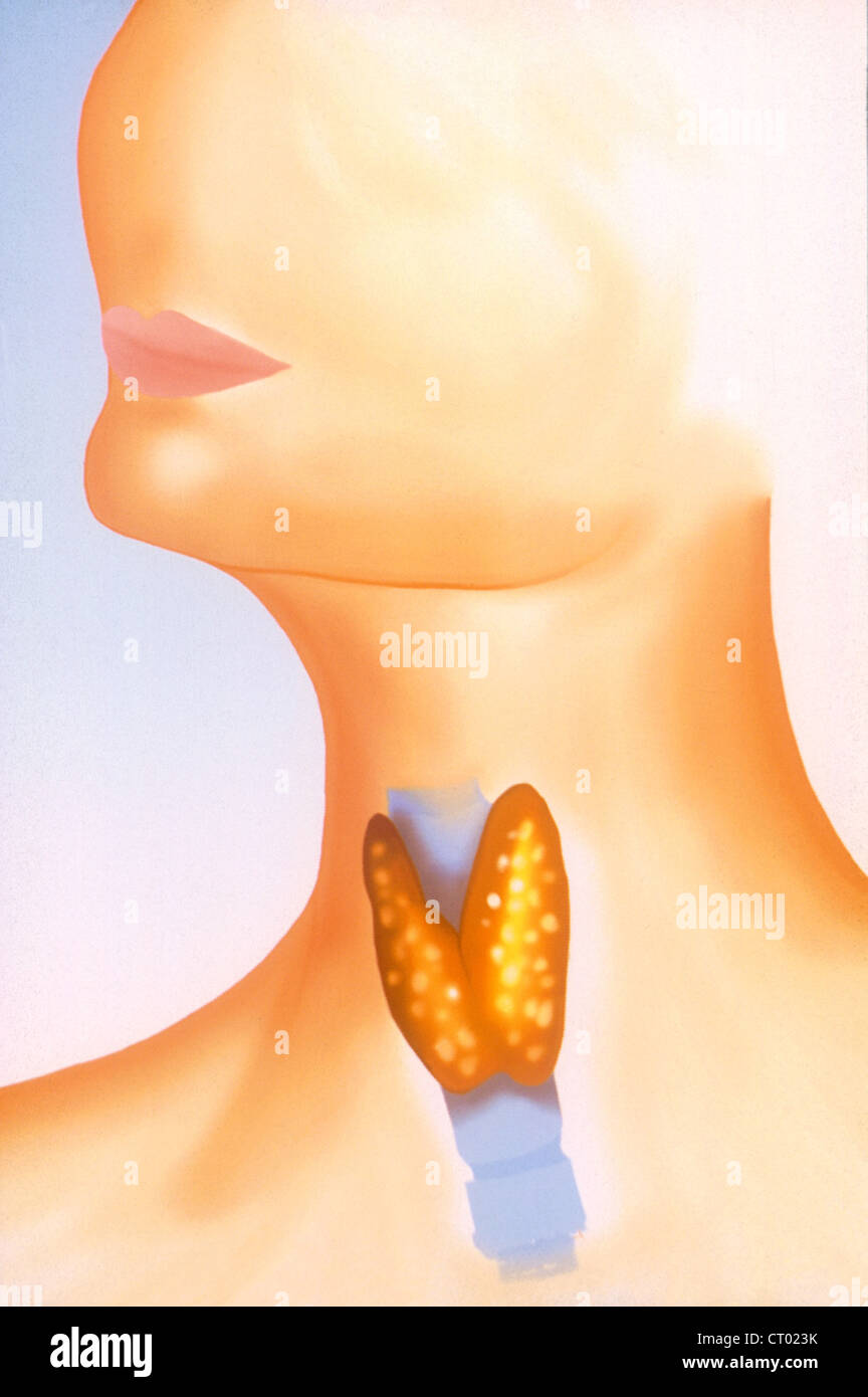 Thyroid gland, illustration hi-res stock photography and images - Alamy