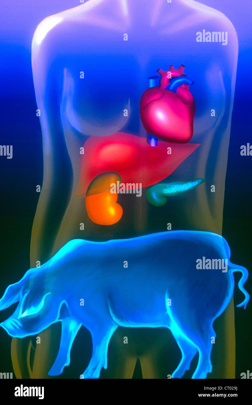 Animal to human grafting hi-res stock photography and images - Alamy