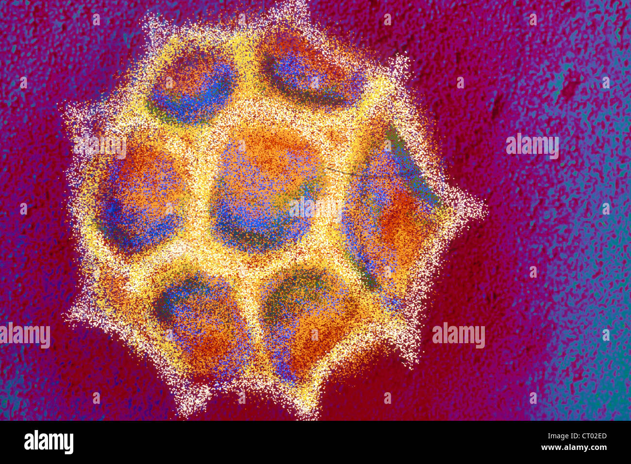 Calicivirus hi-res stock photography and images - Alamy