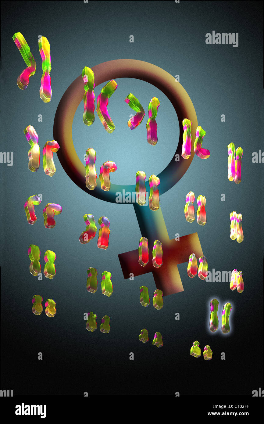 Female chromosomes karyotype hi-res stock photography and images - Alamy