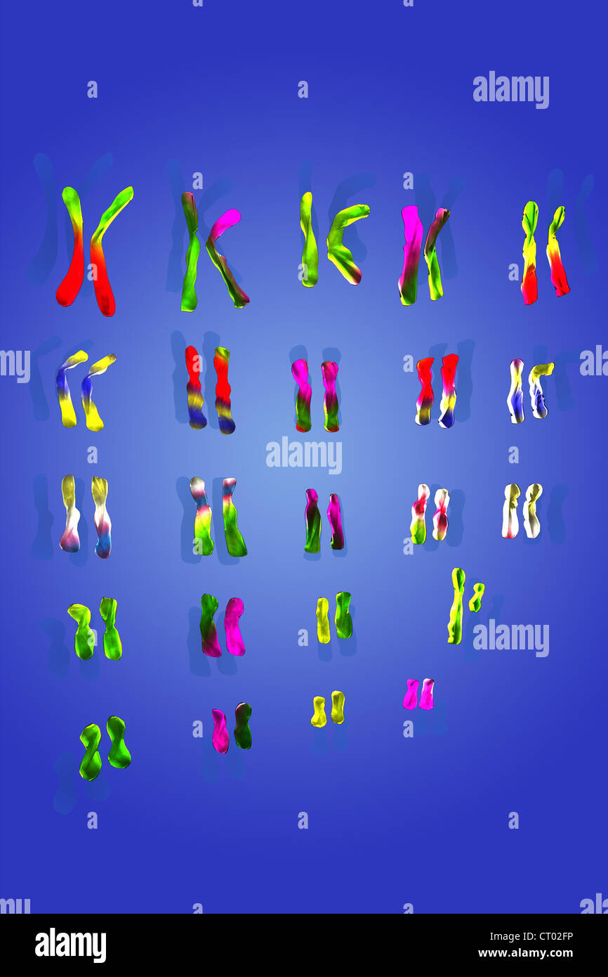 Male chromosomes hi-res stock photography and images - Alamy