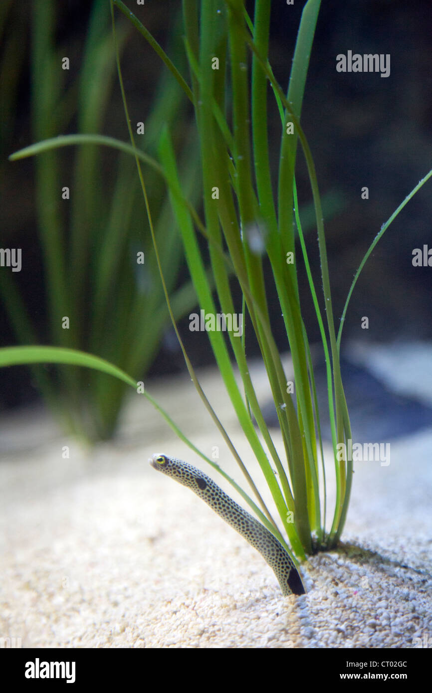 Spotted Garden Eel or Heteroconger Hassi at London Aquarium Stock Photo ...