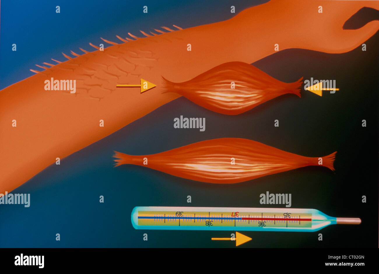Cold illustration hi-res stock photography and images - Alamy