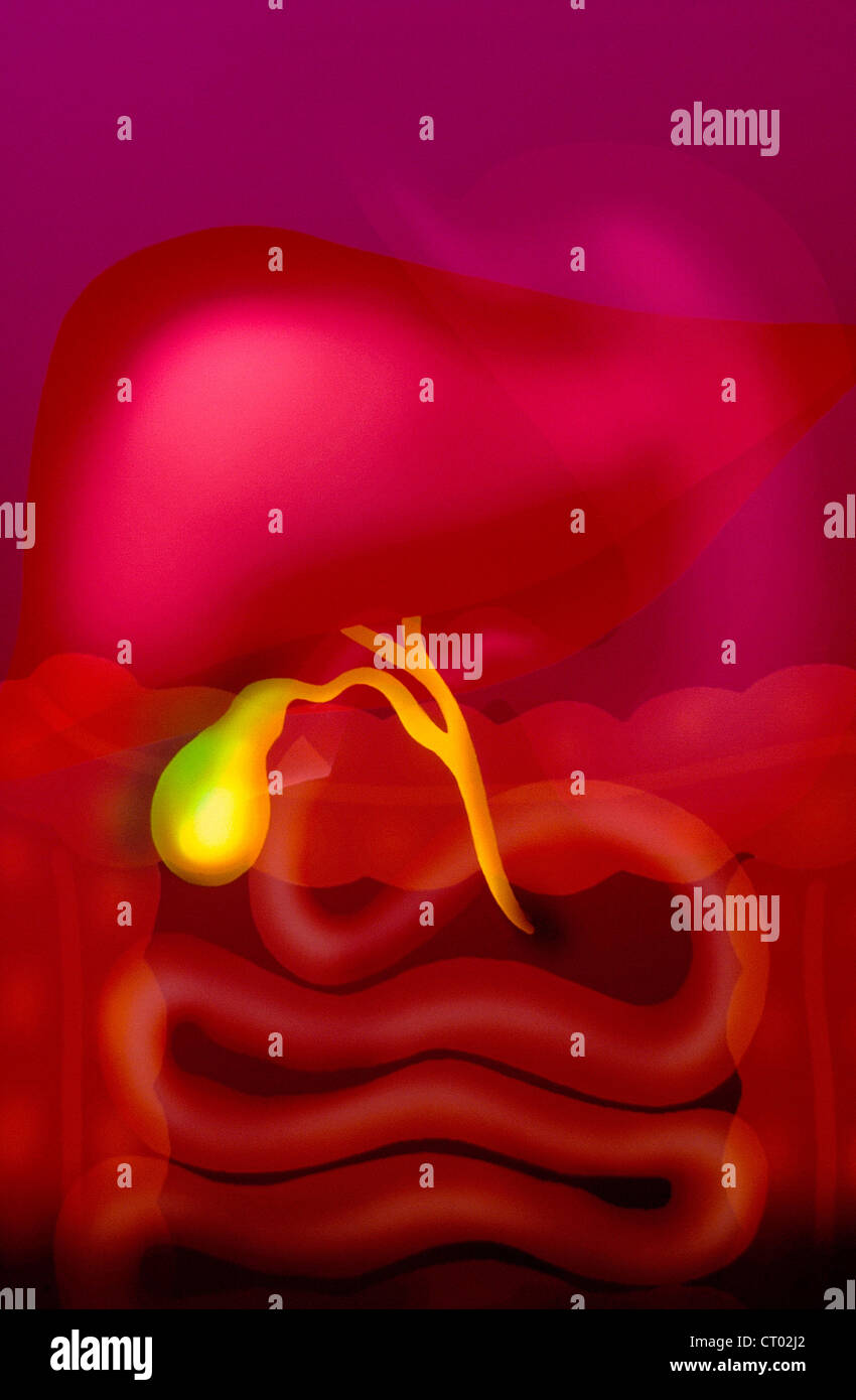 Healthy gallbladder artwork hi-res stock photography and images - Alamy