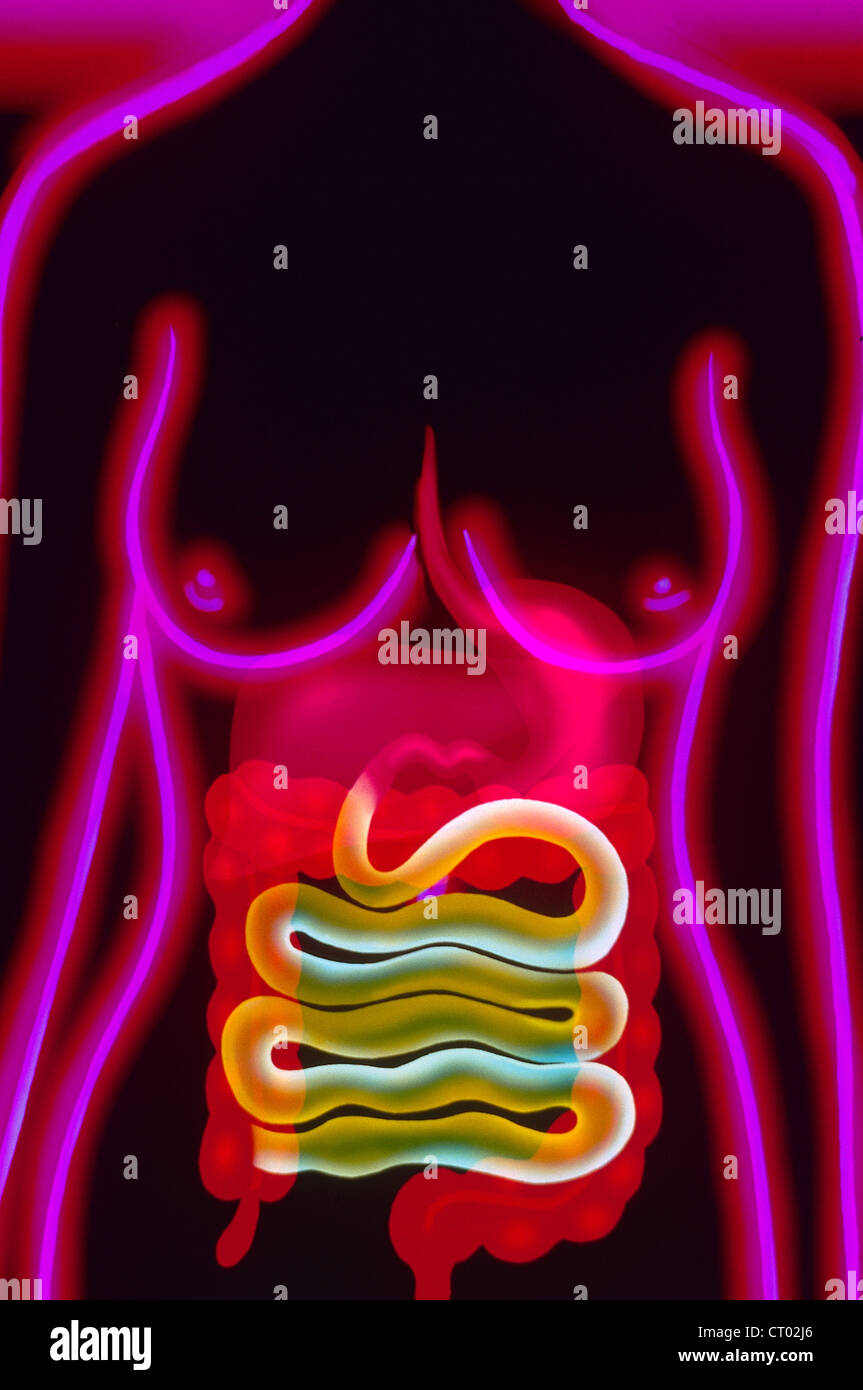 SMALL INTESTINE, DRAWING Stock Photo - Alamy