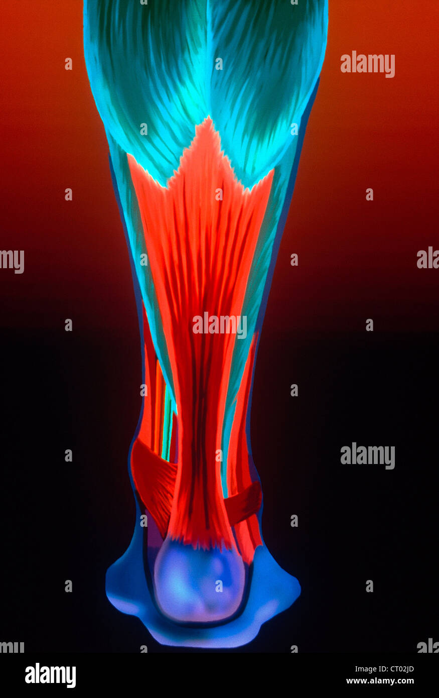 ACHILLE'S TENDON, DRAWING Stock Photo - Alamy