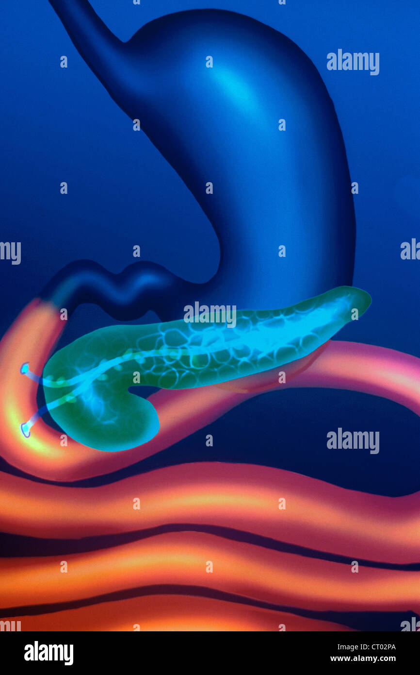 Duodenal glands hi-res stock photography and images - Alamy