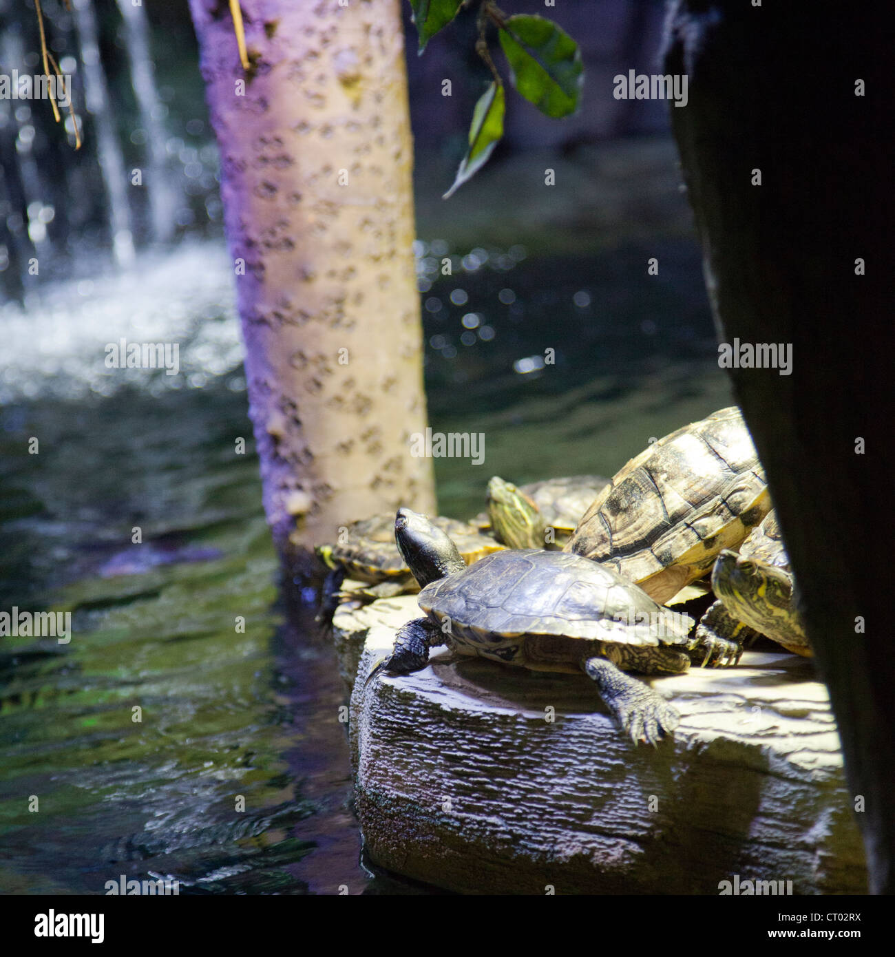 Trachemys Scripta Scripta or Yellow Bellied Slider Turtles at London ...