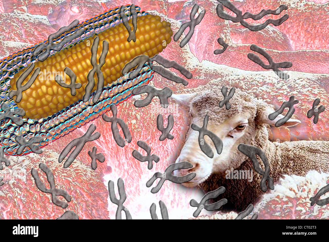 Gmo animal hi-res stock photography and images - Alamy