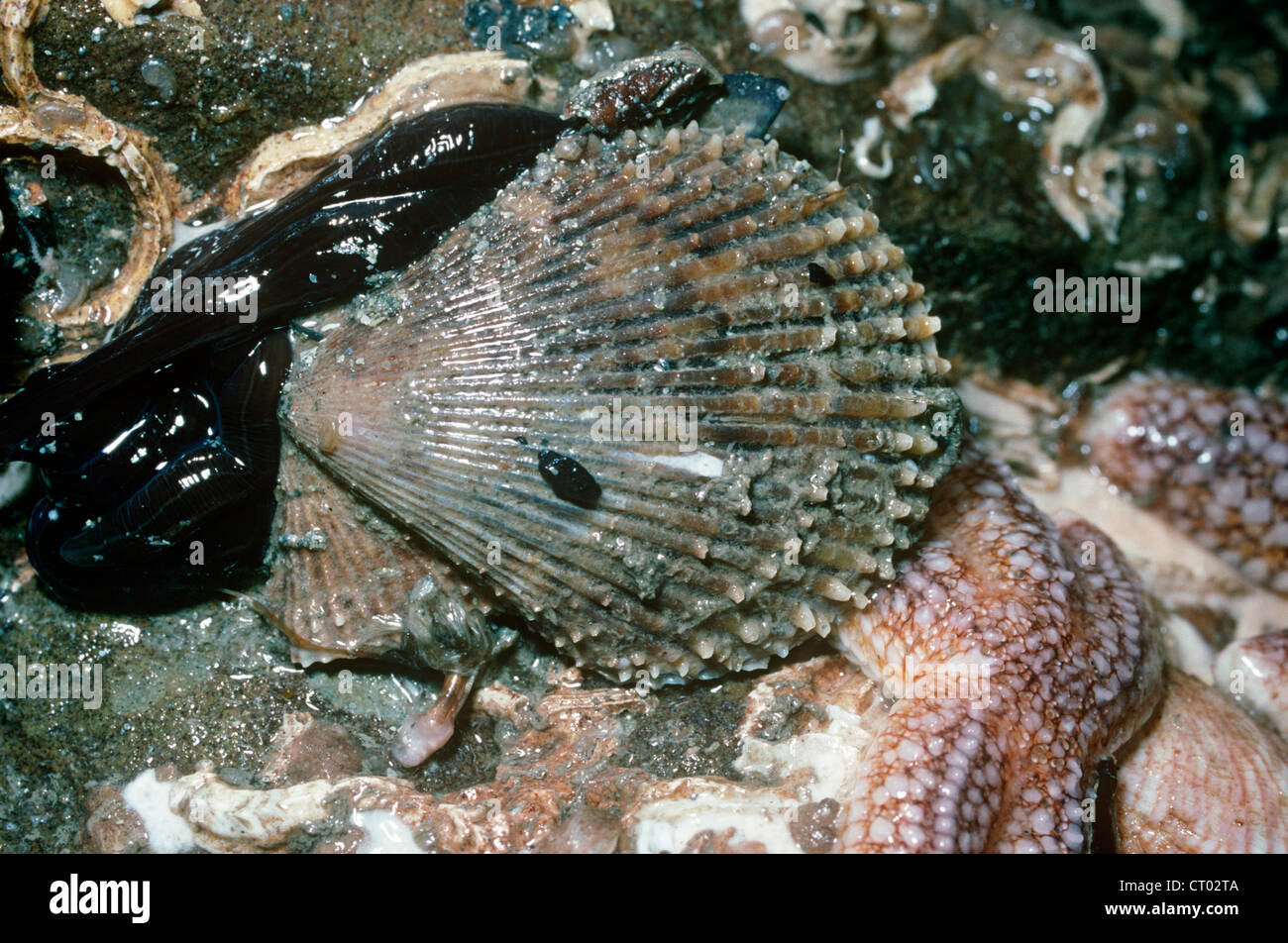 Variegated scallop (Chlamys varia: Pectinidae) attached to a rock by ...