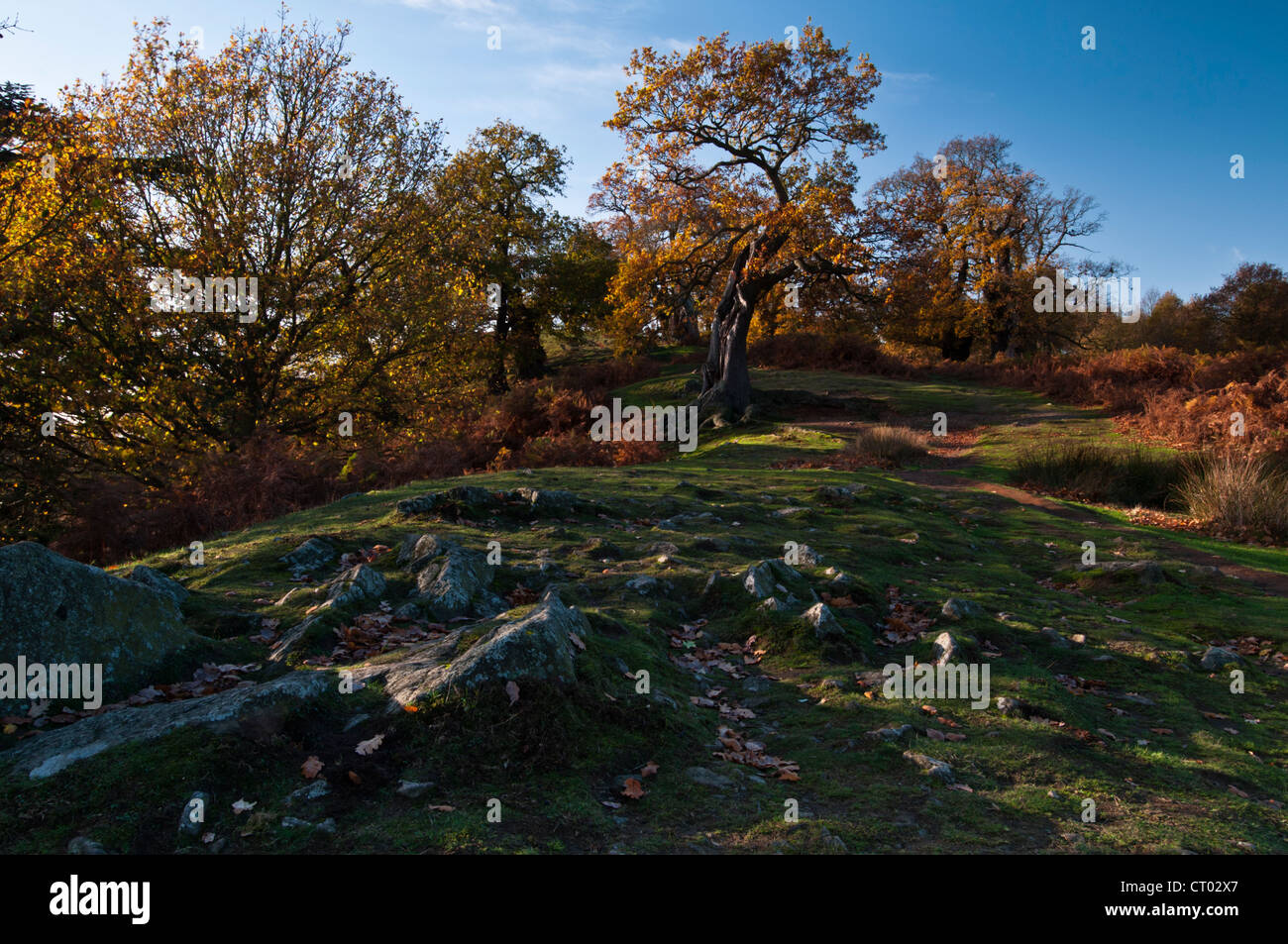 Ancient Oak trees and golden Bracken in full autumn colour amongst the ...