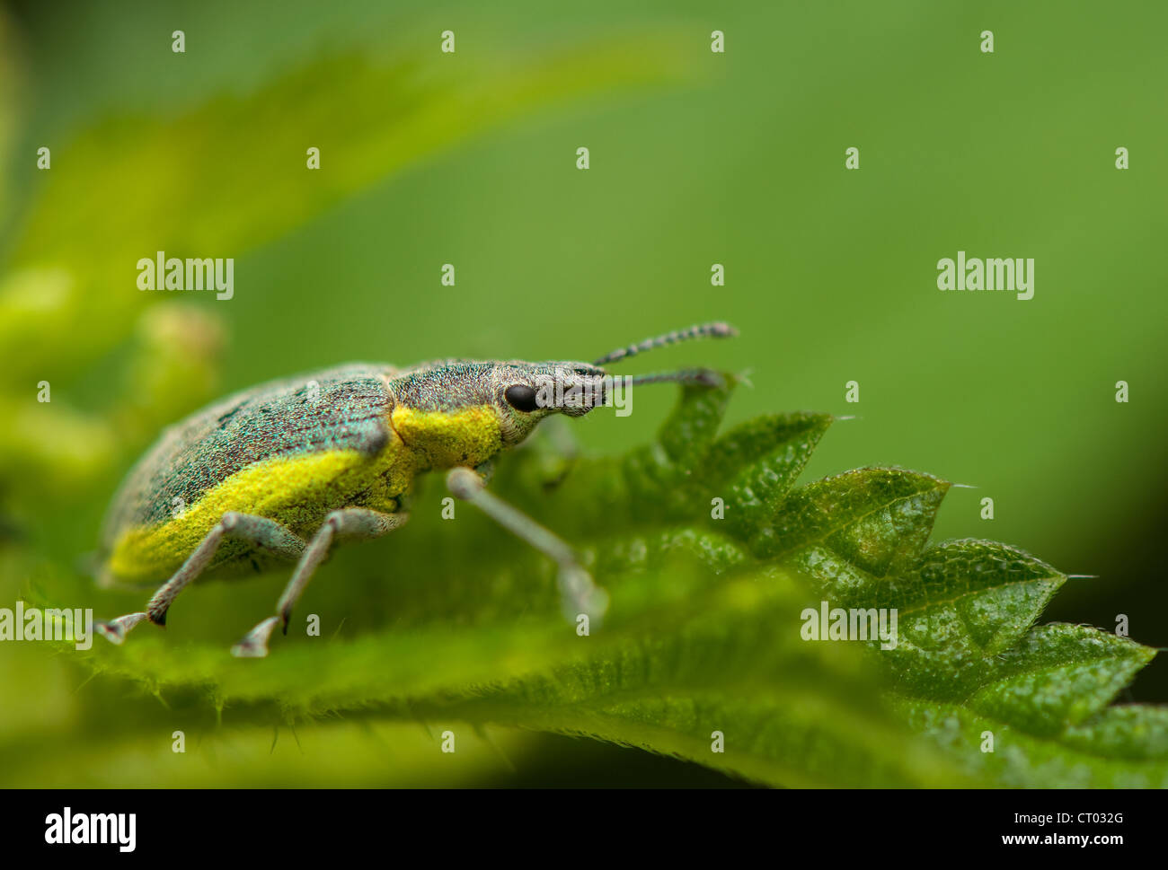Phyllobius calcaratus hi-res stock photography and images - Alamy