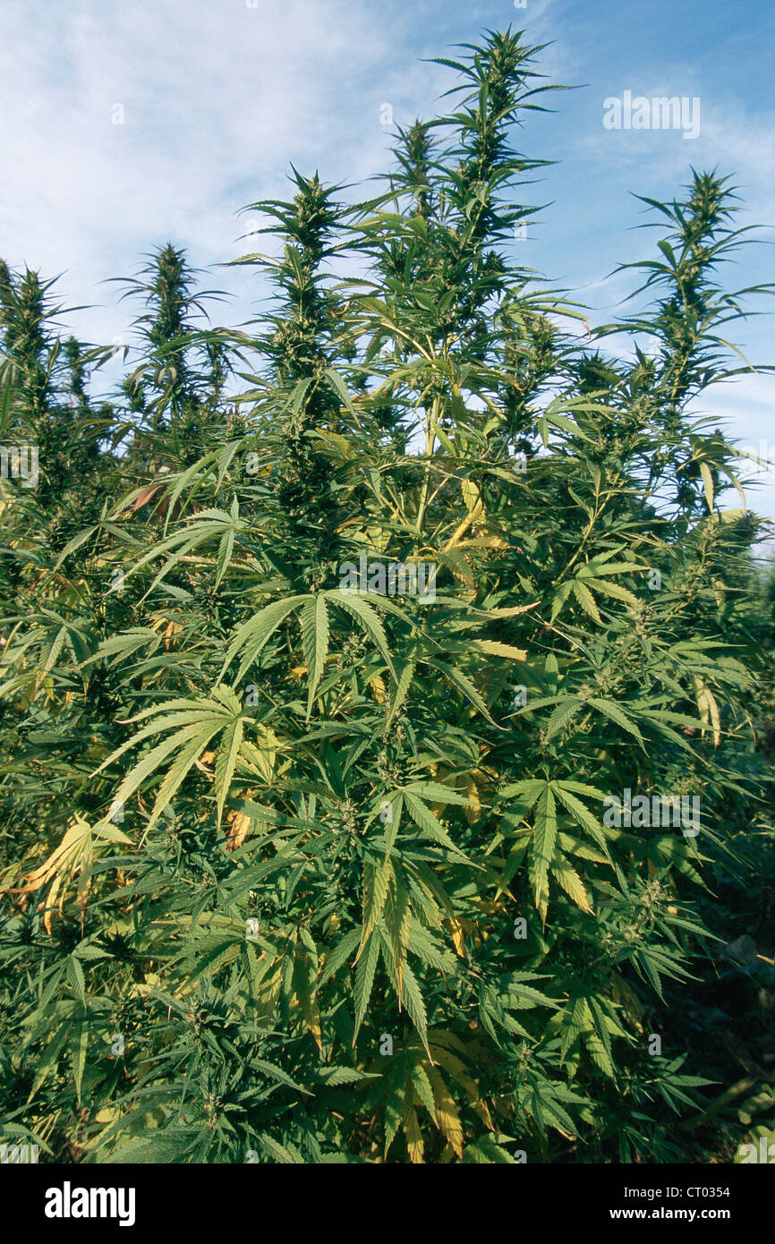 Cannabis textures hi-res stock photography and images - Alamy