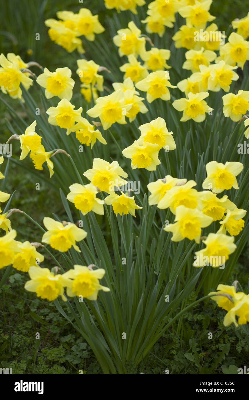 Daffodils, Narcissus, trumpet variety in springtime in Swinbrook in the ...