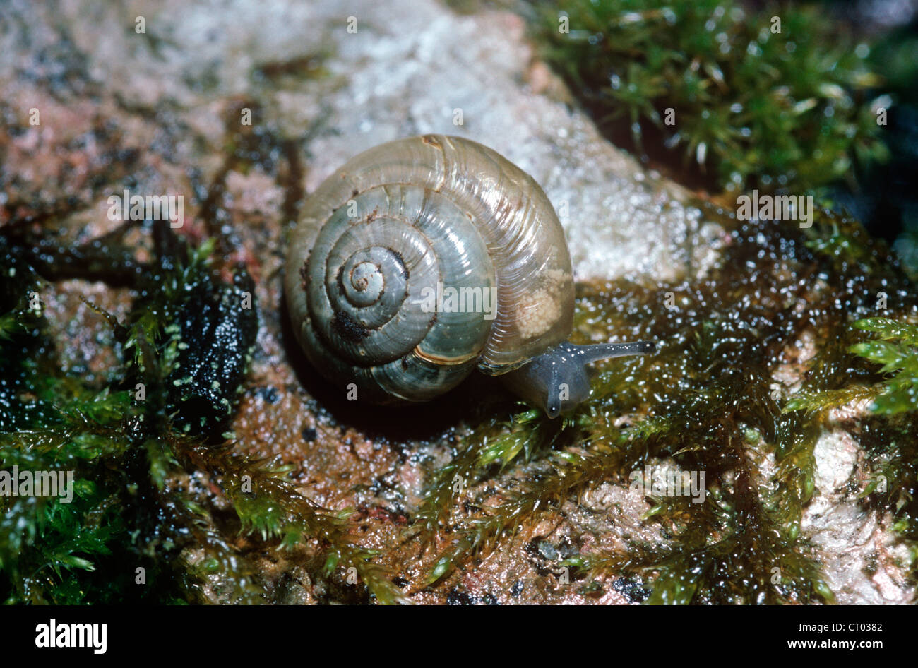 Smooth or Clear Glass Snail or Waxy Glass Snail (Aegopinella nitidula ...