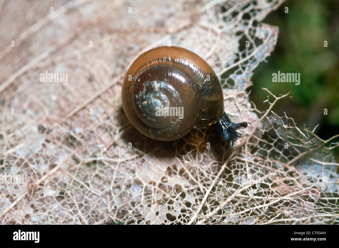Hollowed Glass Snail (Zonitoides excavatus / Helix excavata : Zonitidae ...