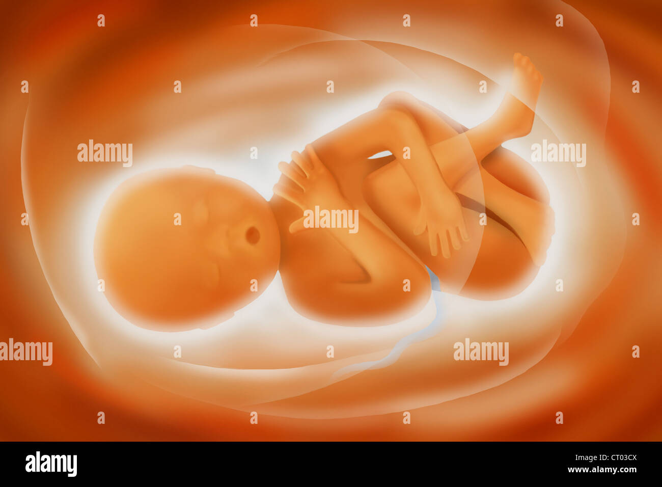 Human fetus at 9 months hi-res stock photography and images - Alamy