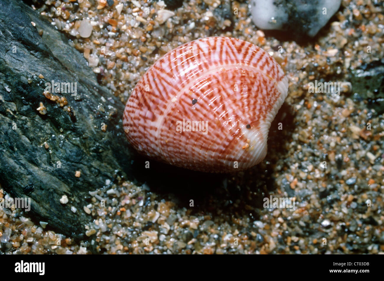Striped Venus clam (Chamelea gallina: Veneridae) exposed alive on the ...