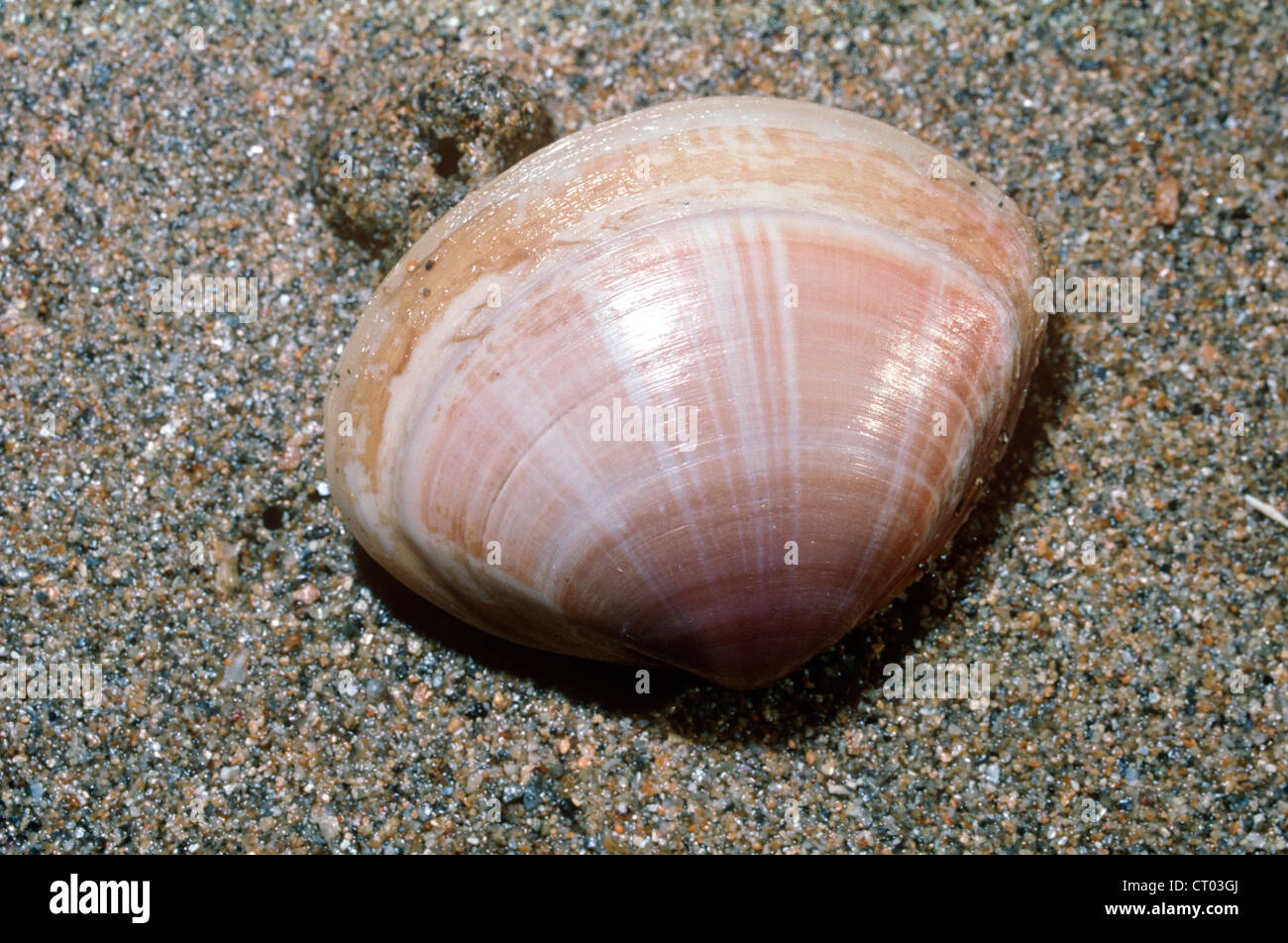 Rayed Trough Shell (Mactra stultorum / Mactra corallina: Mactridae) a ...