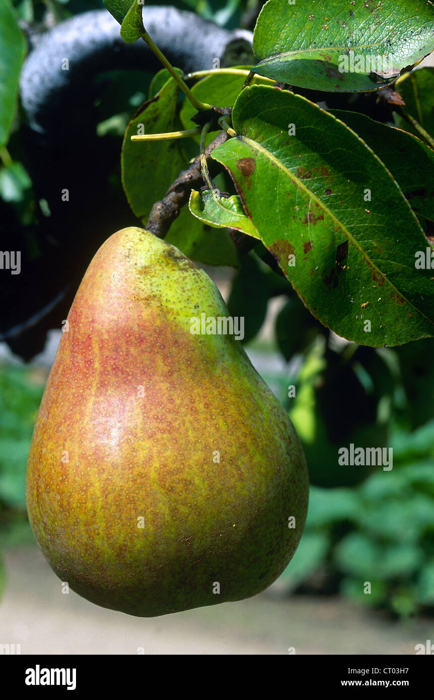 Cultured pear hi-res stock photography and images - Alamy