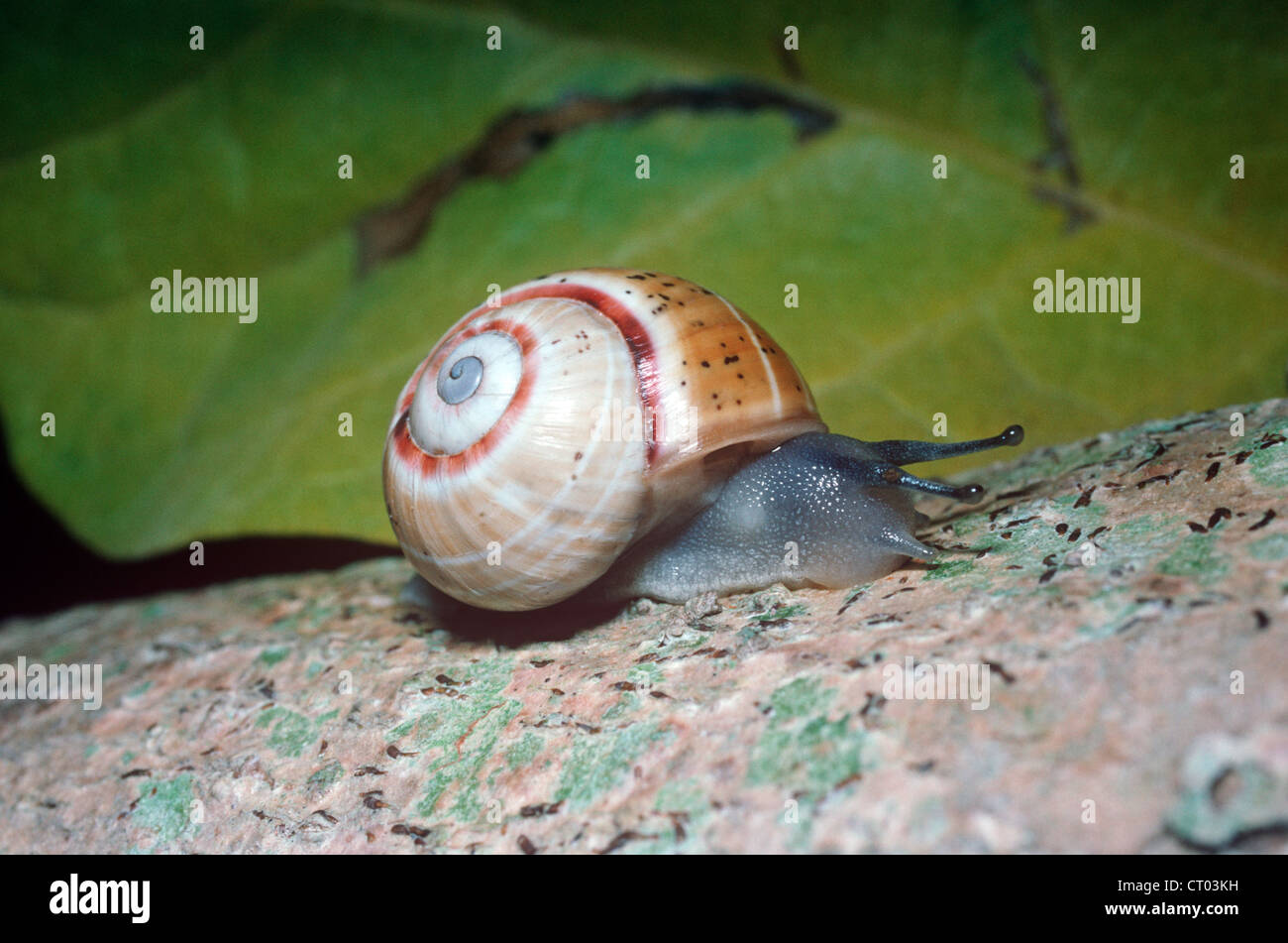 Cuban Tree Snails