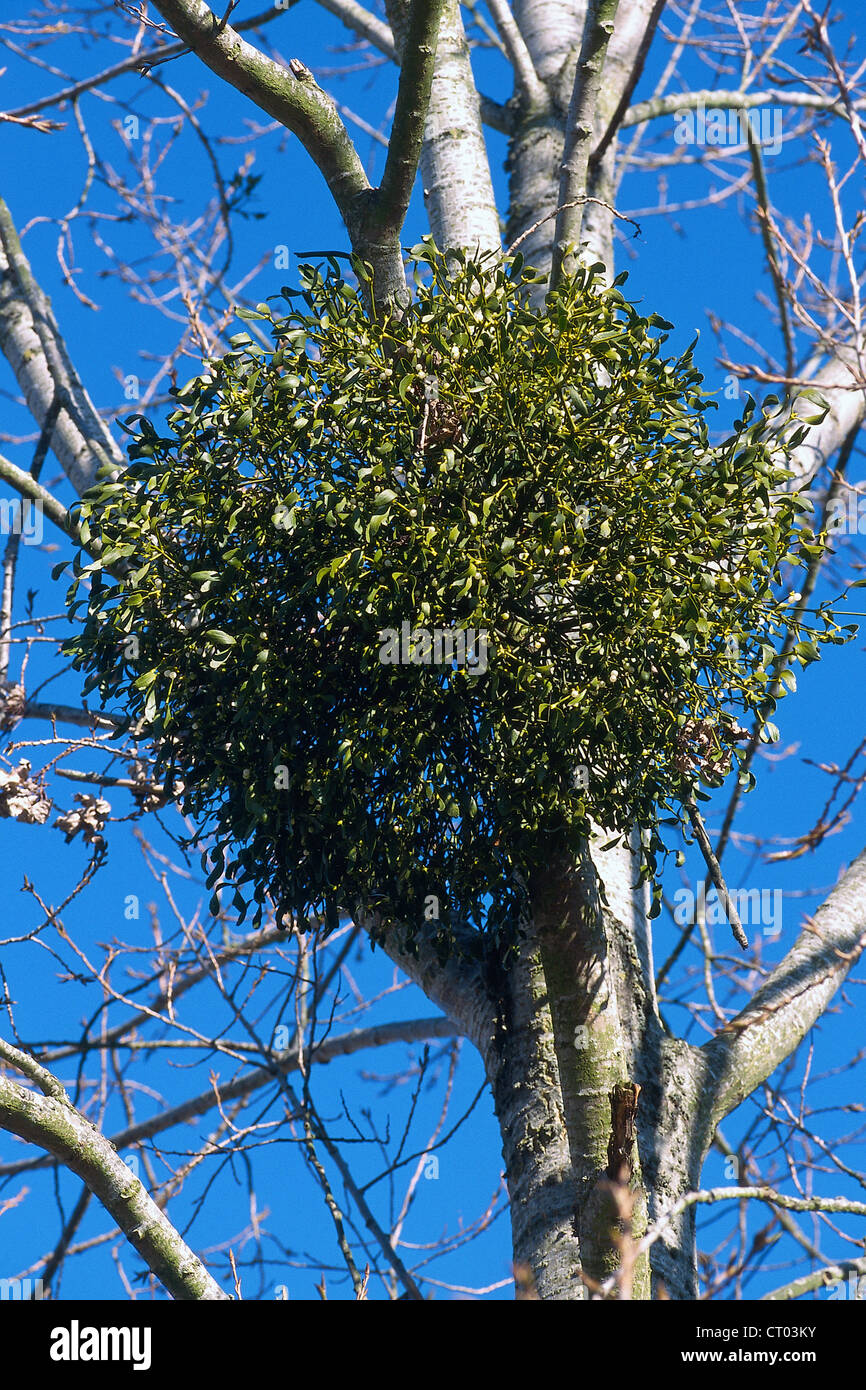 Birdlime mistletoe viscum album hi-res stock photography and images - Alamy