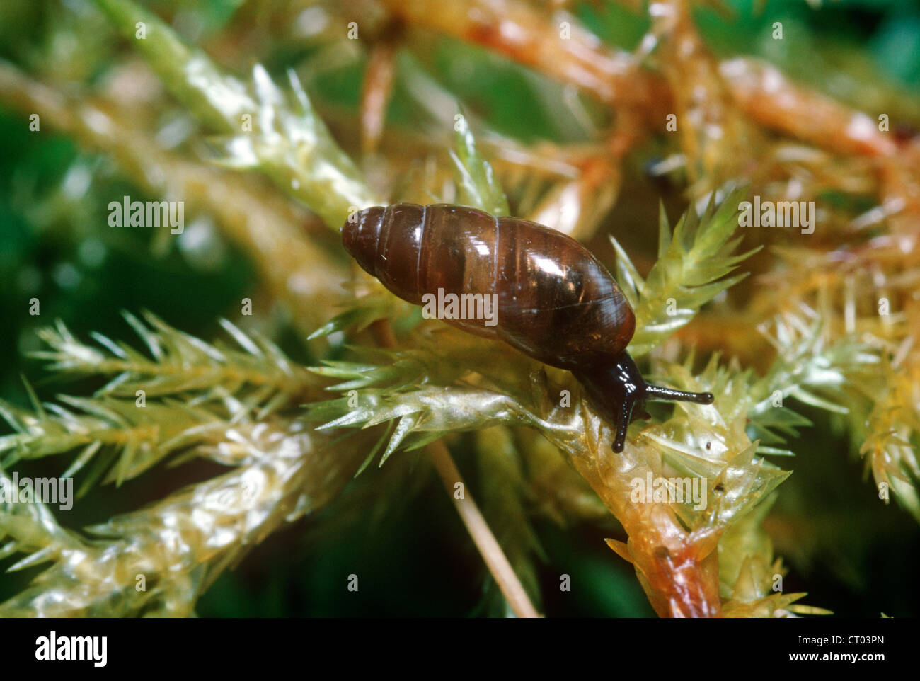 Slippery moss snail / Glossy pillar / Slippery little pillar ...