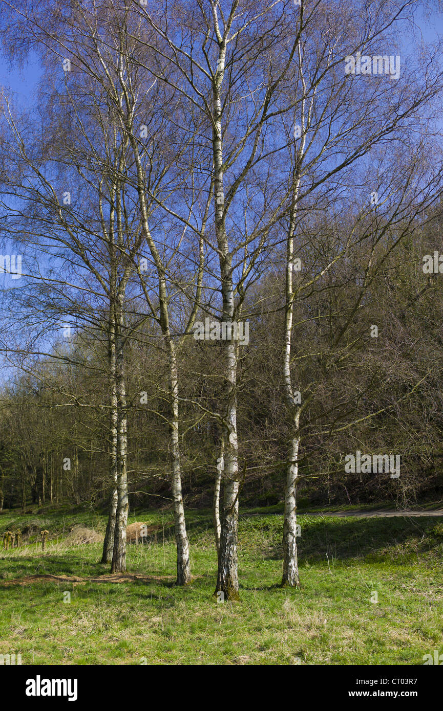 Copse of Silver Birch trees, Betula pendula, in springtime in Swinbrook ...
