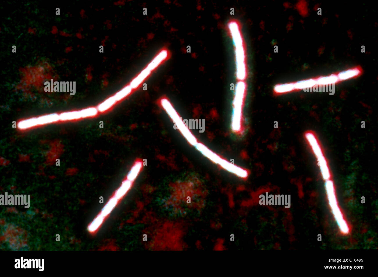 Fluorescence microscope bacteria hi-res stock photography and images ...