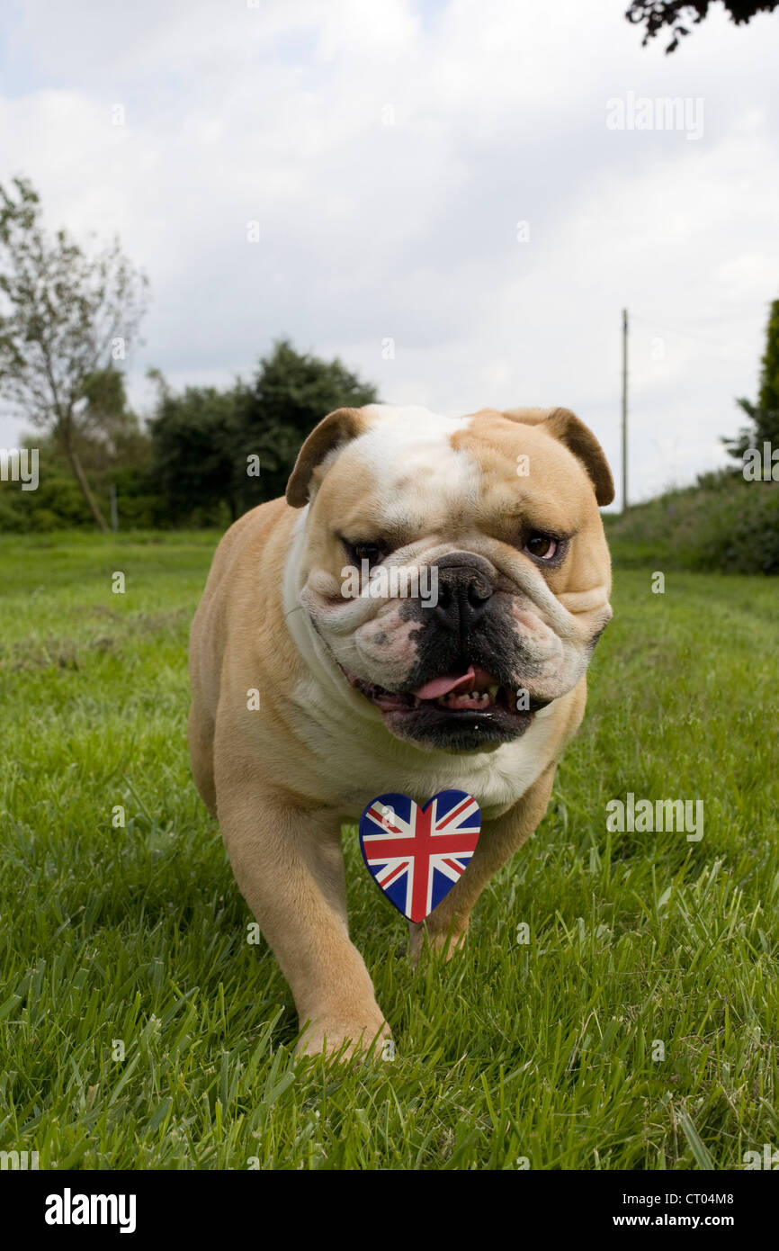 English Bulldog In British Flag Stock Photos & English Bulldog In ...
