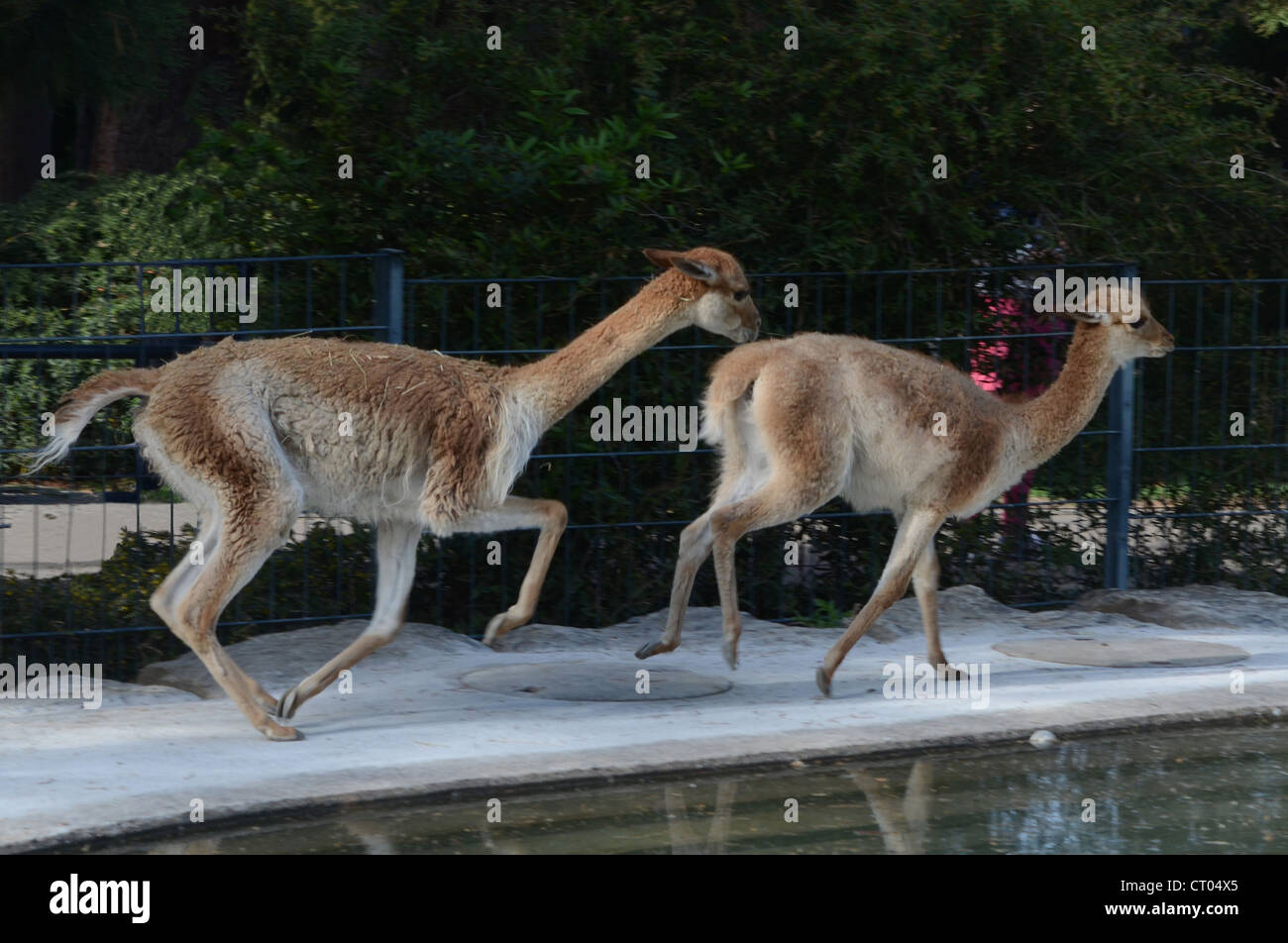 Animals from the Wilhelma Zoo in Stuttgart Stock Photo - Alamy