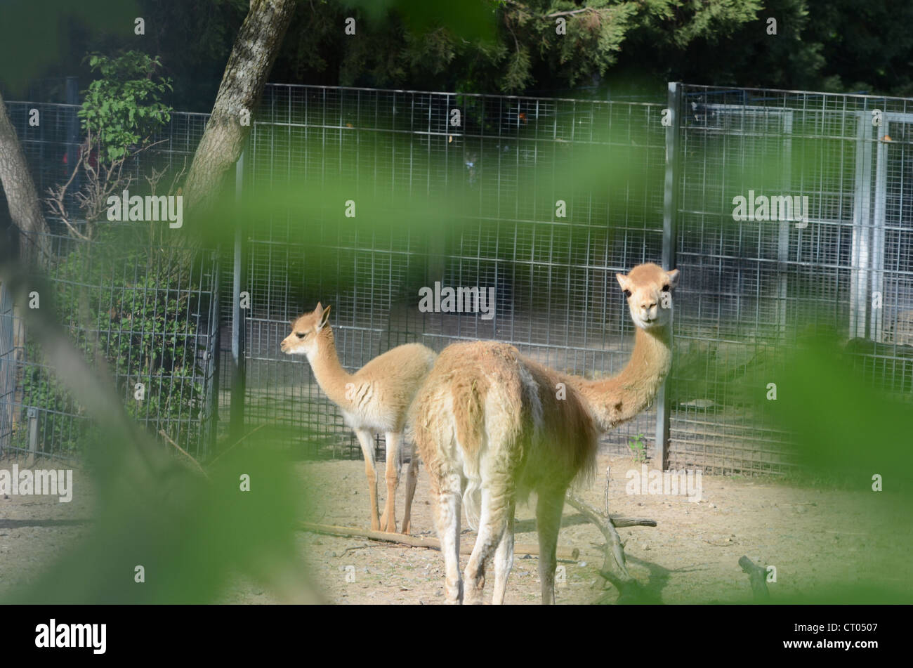 Animals from the Wilhelma Zoo in Stuttgart Stock Photo - Alamy