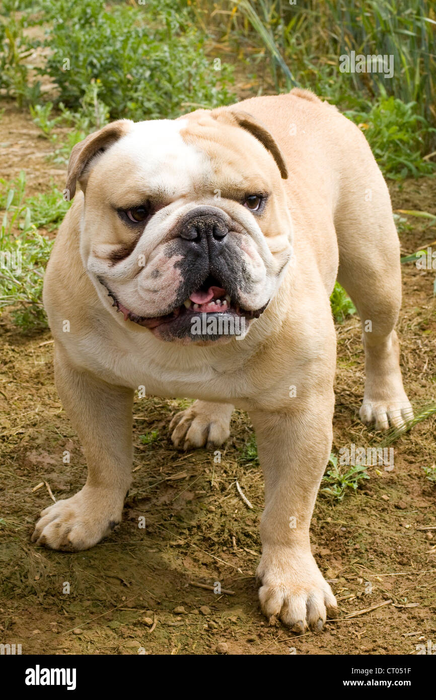 British bull dog flag hi-res stock photography and images - Alamy
