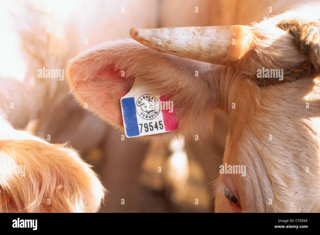 Tagging cows hi-res stock photography and images - Alamy