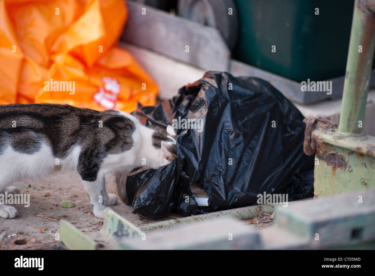 Rummaging in rubbish hi-res stock photography and images - Alamy