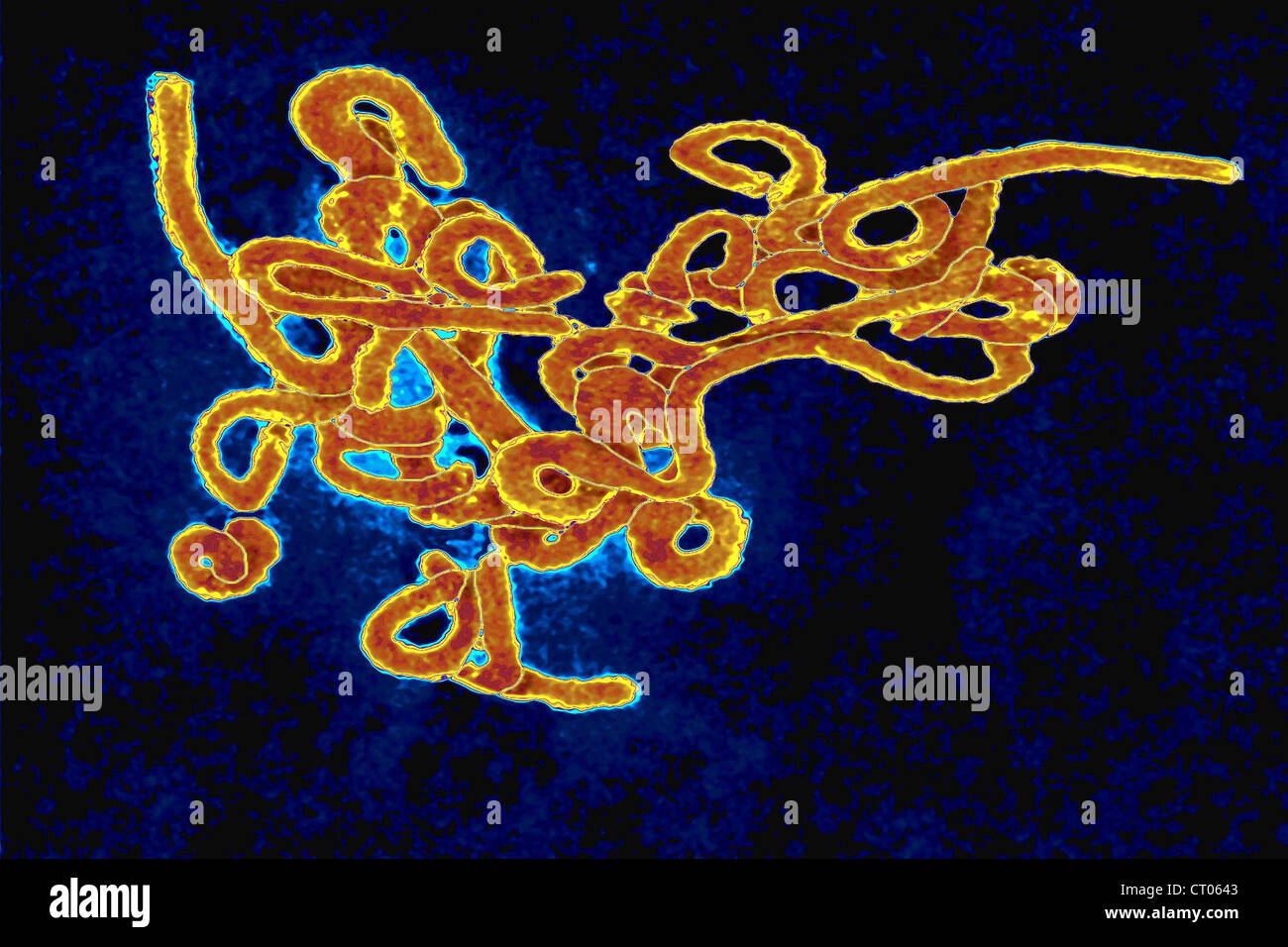 Filoviridae High Resolution Stock Photography and Images - Alamy