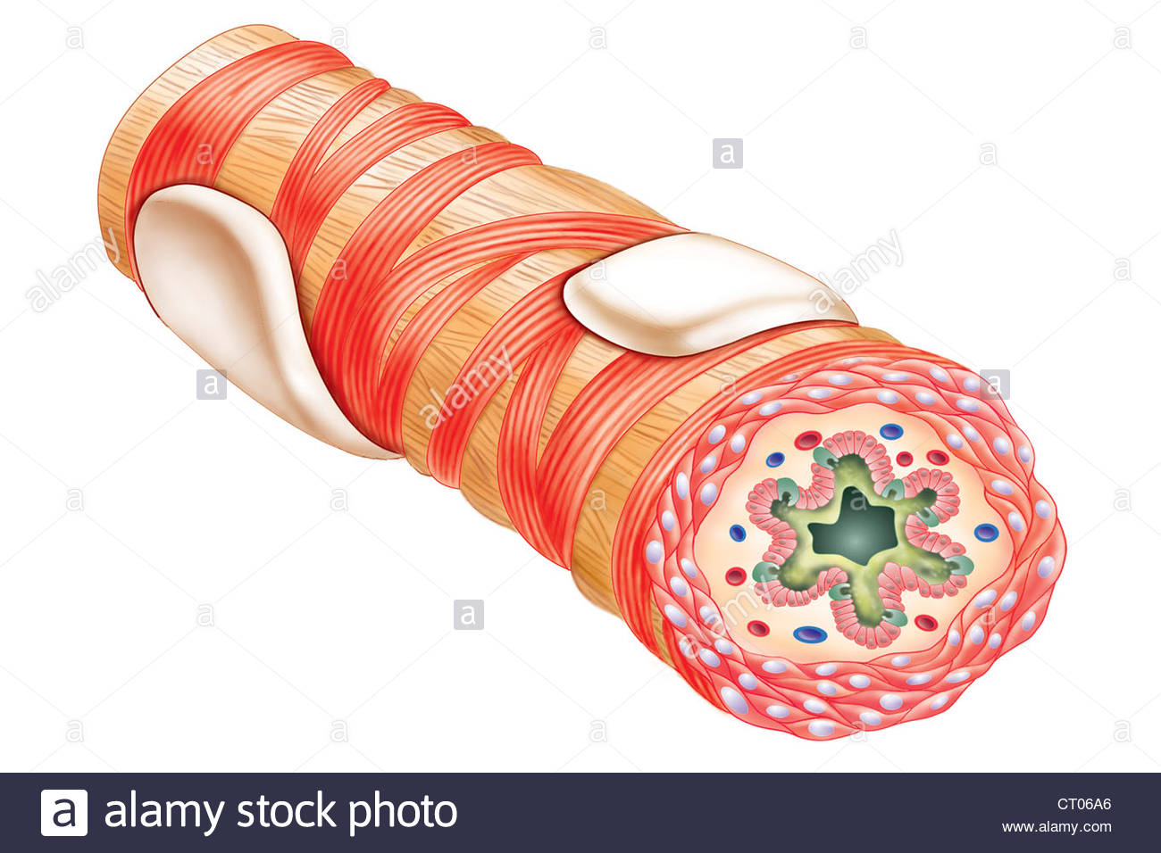 Bronchoconstriction High Resolution Stock Photography and Images - Alamy