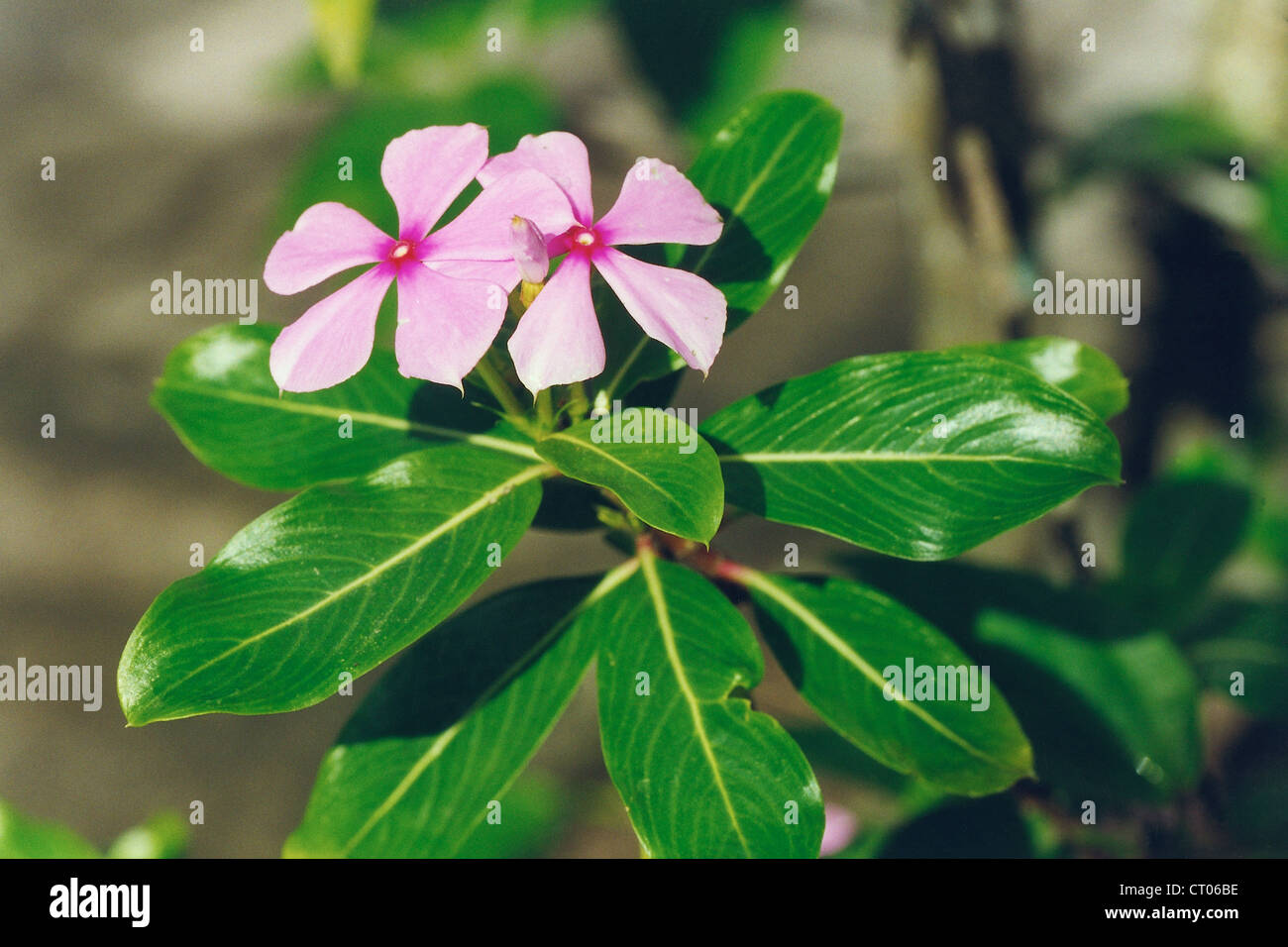 Madagascar periwinkles catharanthus roseus hi-res stock photography and ...