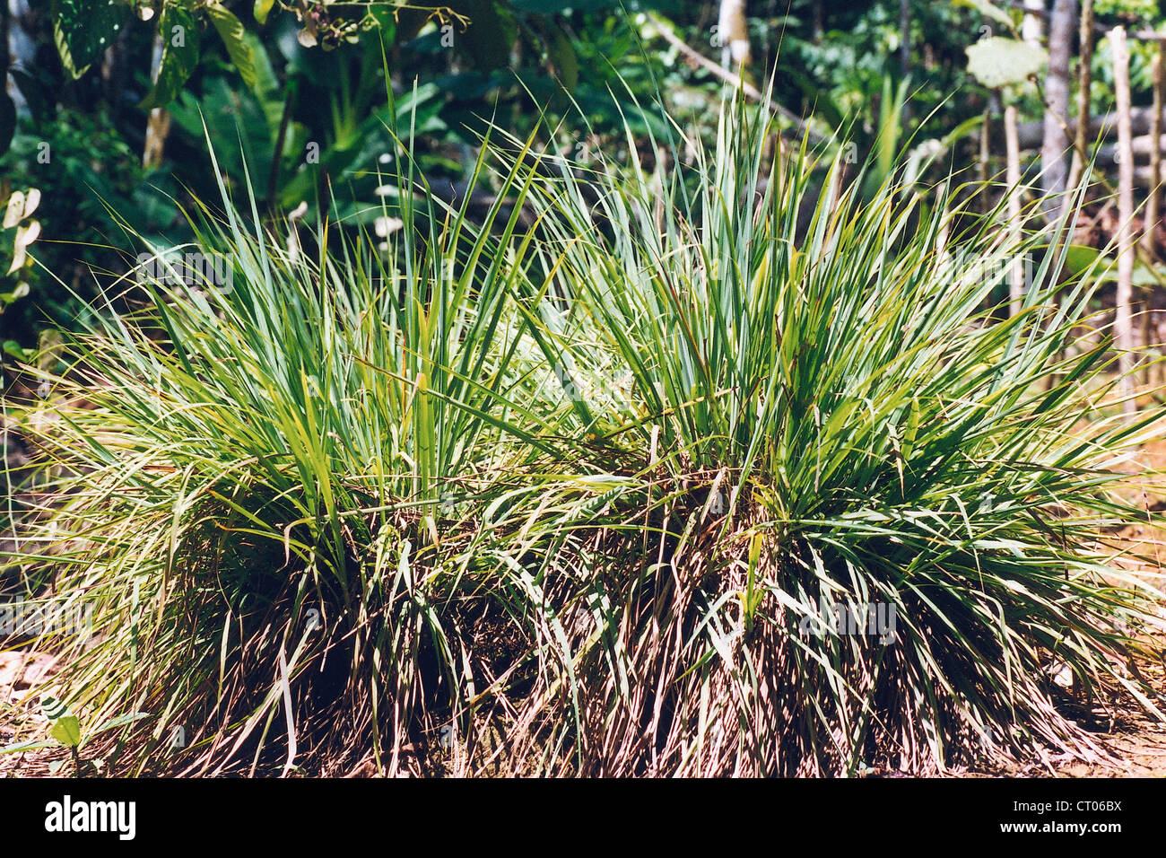 Lemongrass flowering hi-res stock photography and images - Alamy