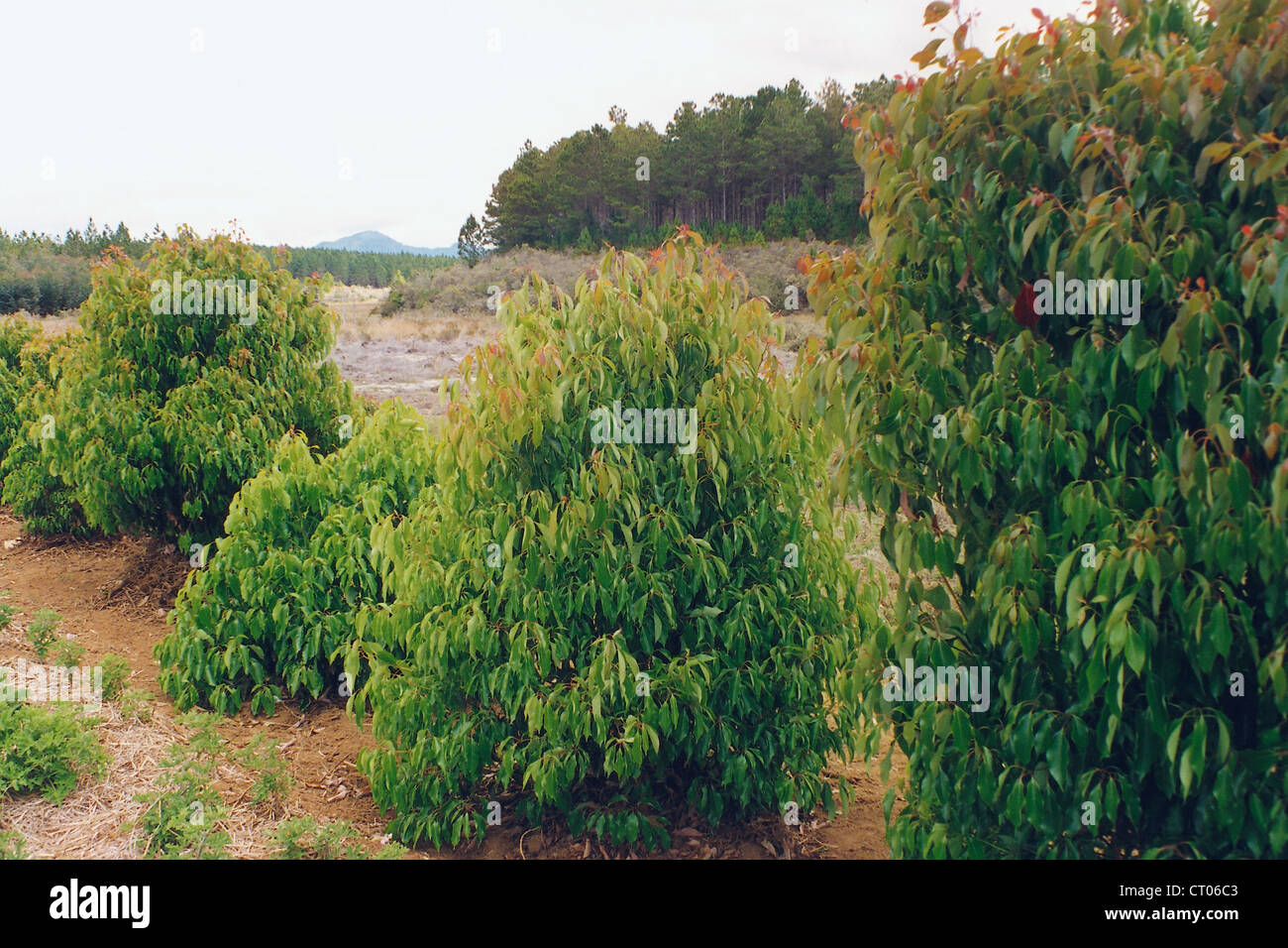 Ravensara aromatica hi-res stock photography and images - Alamy