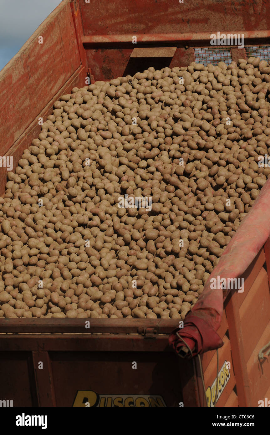 A trailer load of rooster seed potato ready for planting Stock Photo ...