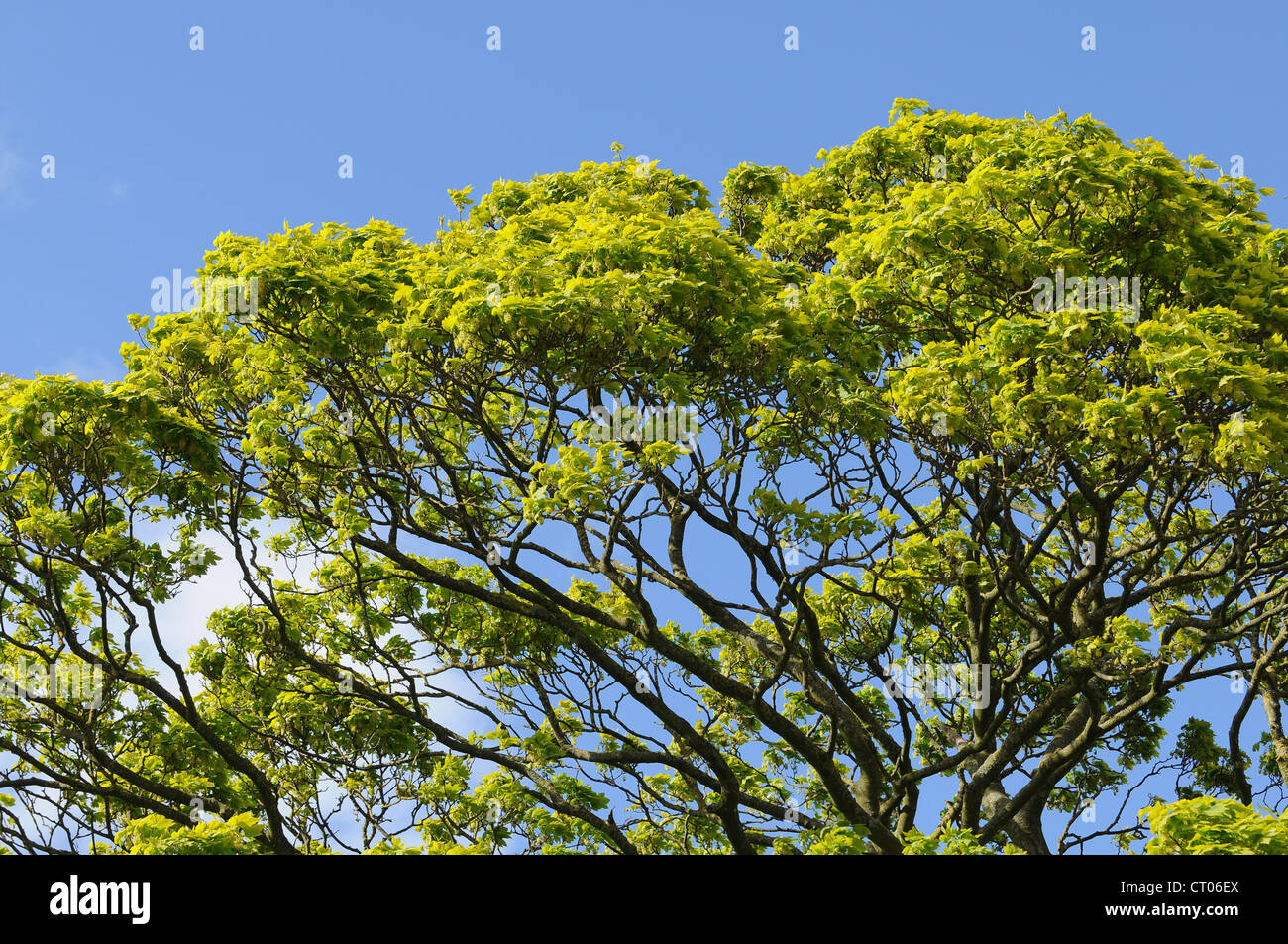 Top of the Sycamore tree framed against a blue sky. Ireland Stock Photo ...