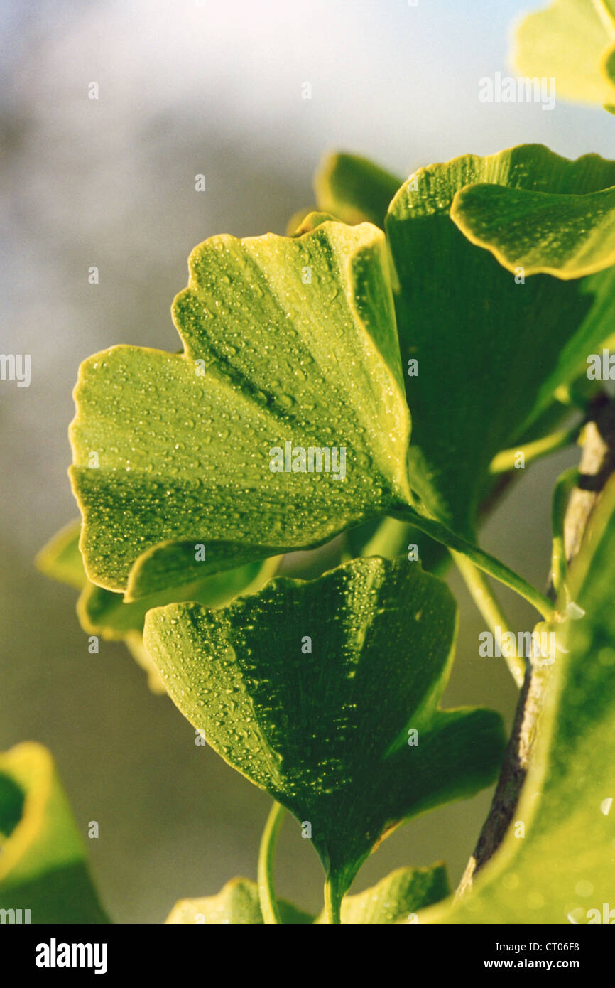 Ginkgo biloba flowers hi-res stock photography and images - Alamy